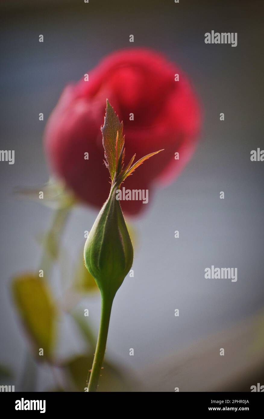 Red rose photography hi-res stock photography and images - Alamy