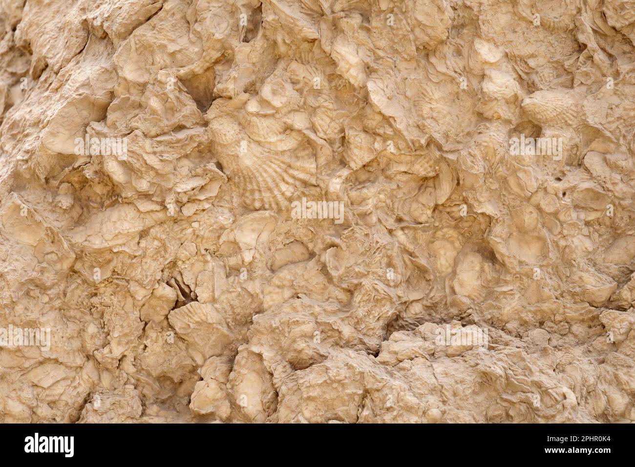 Fossilized rock at Deir el-Medina, worker's village near Valley of The ...