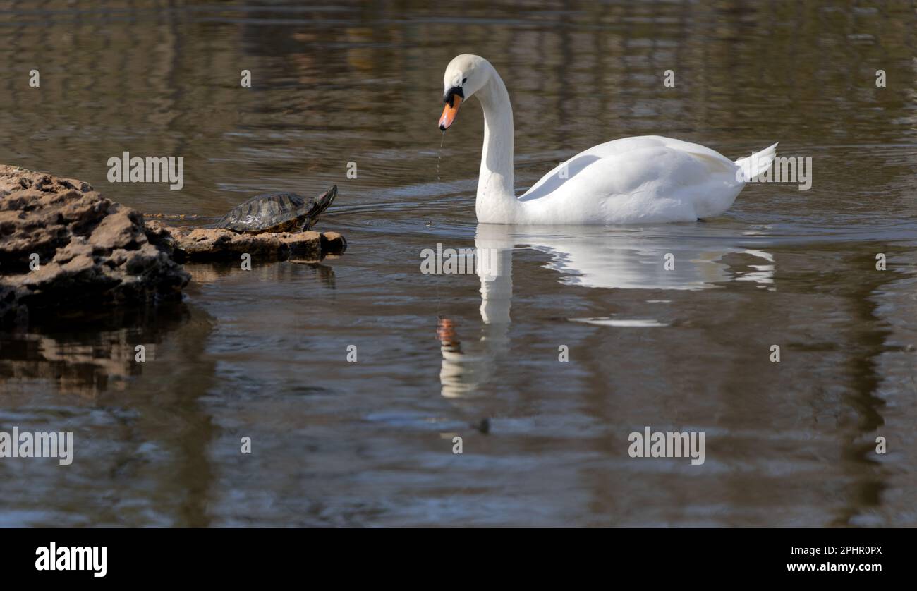 White romantic swans swim in the lake of the city park. Snow-white ...
