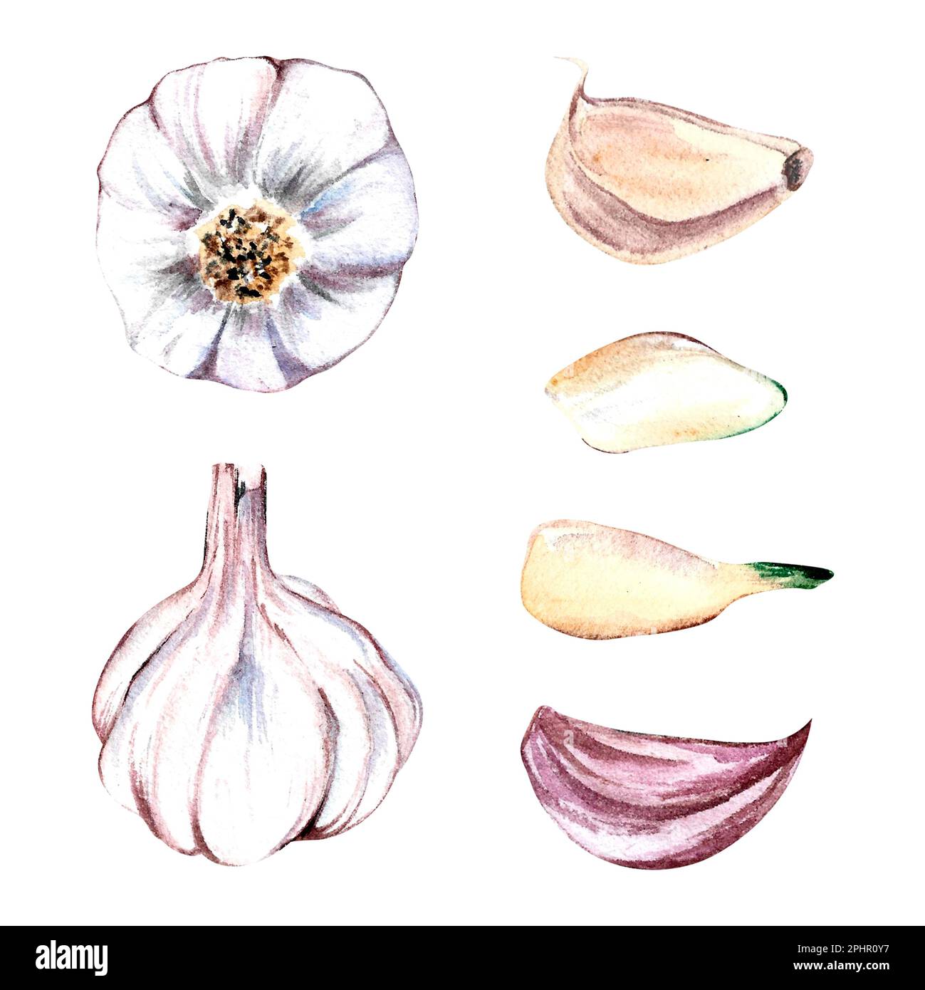 set garlic painted in watercolor isolated white background hand drawn ...