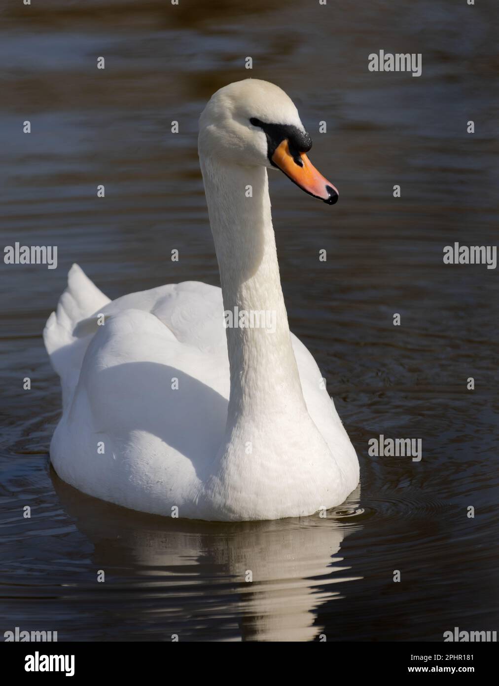 White romantic swans swim in the lake of the city park. Snow-white ...