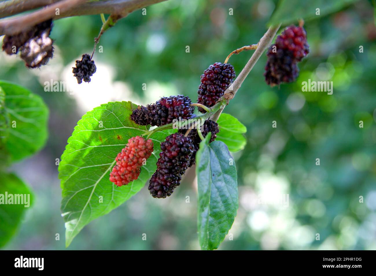 Fresh mulberry, black ripe and red unripe mulberries on the branch of ...