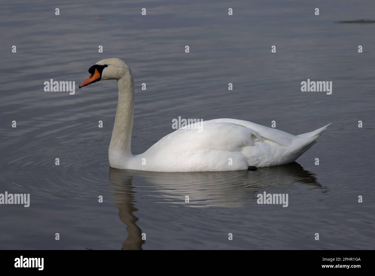 White romantic swans swim in the lake of the city park. Snow-white ...