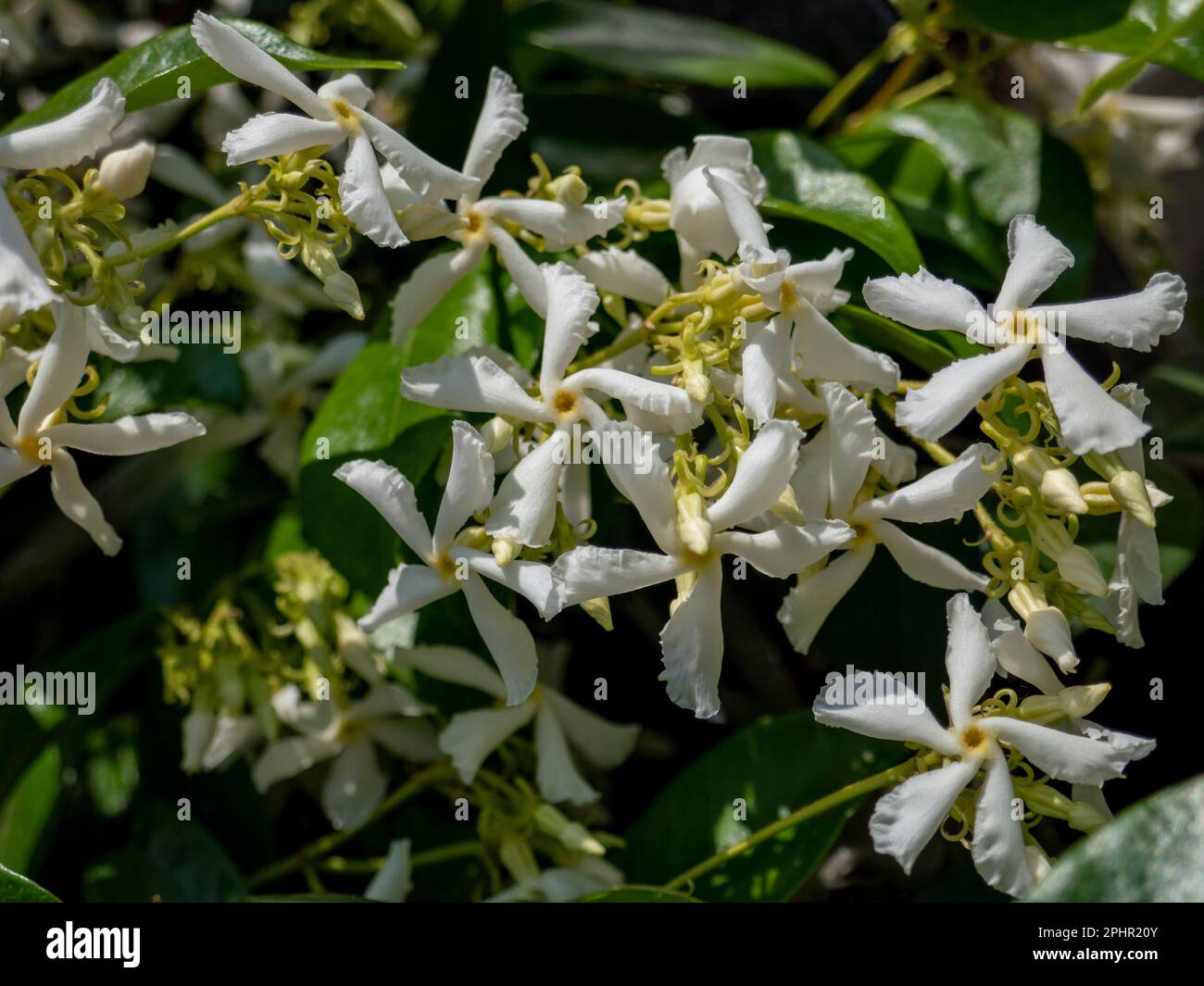 Star jasmine tree hi-res stock photography and images - Alamy