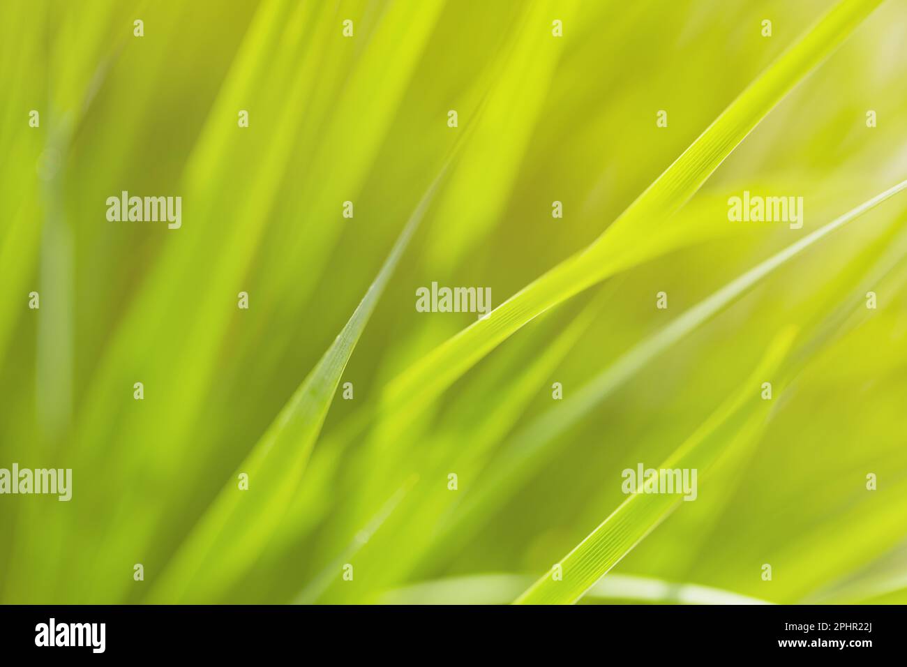 Zoomed dew hi-res stock photography and images - Alamy