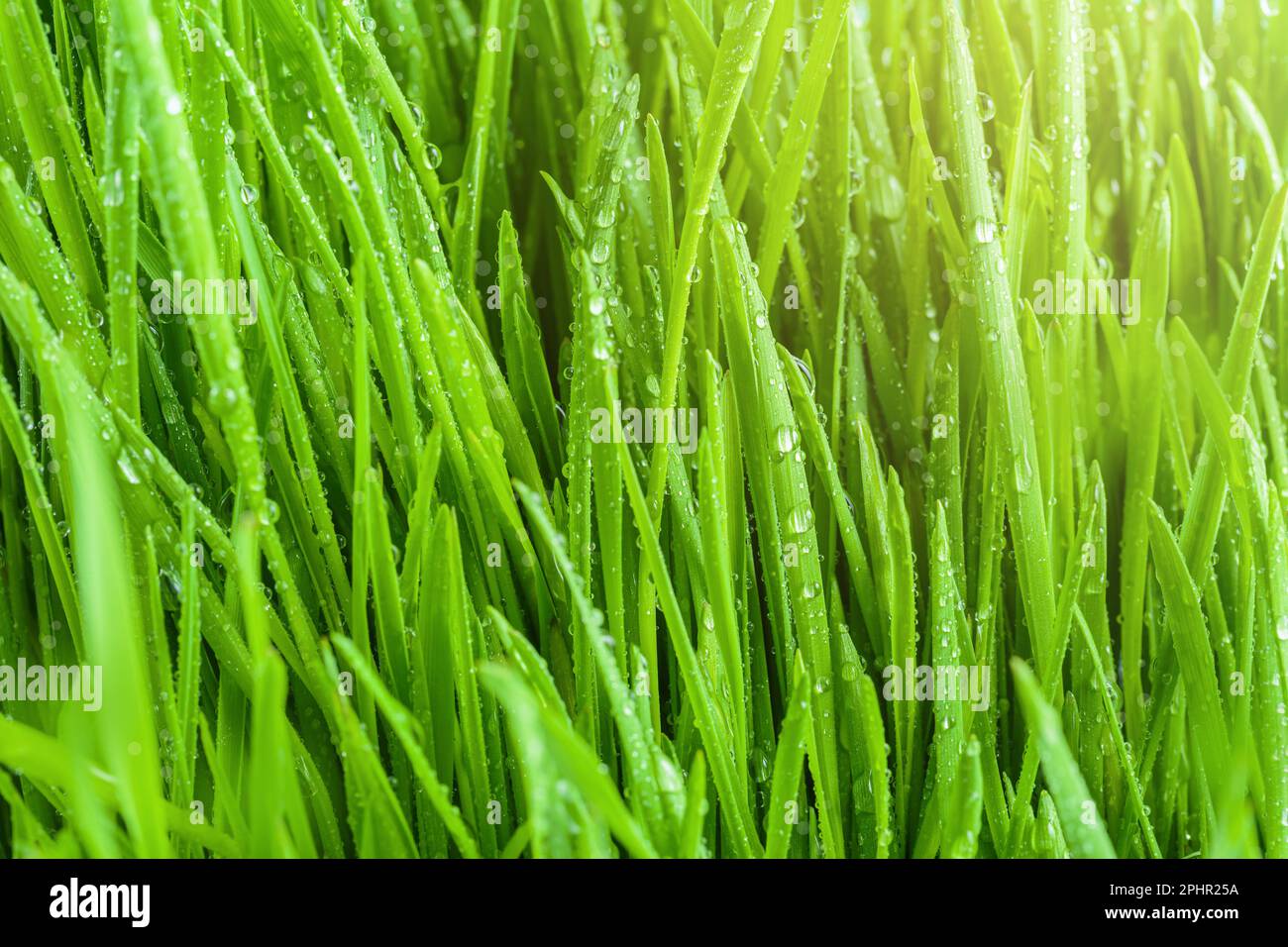 Beautiful fresh wet green grass background with bokeh Stock Photo - Alamy