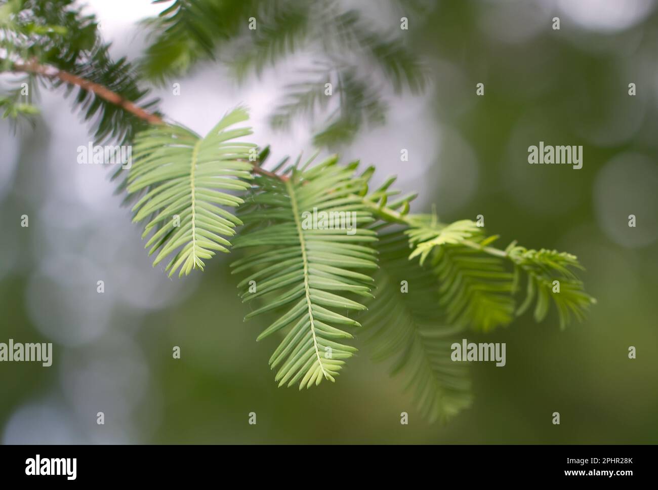 Branch of a Dawn Redwood (lat. Metasequoia glyptostroboides Stock Photo ...