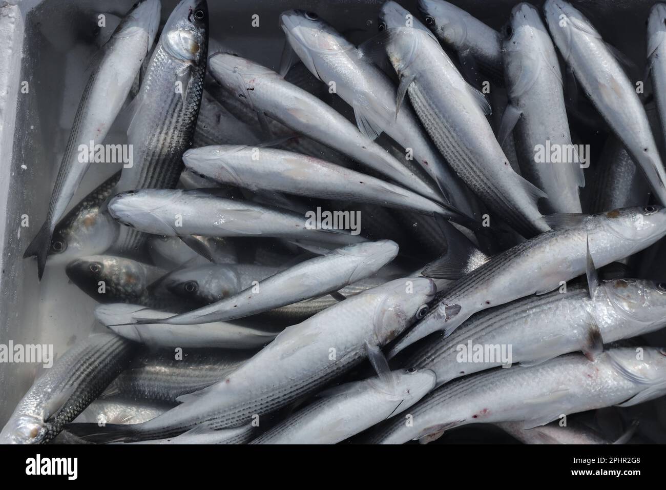 Istanbul, Istanbul, Turkey. 29th Mar, 2023. fishermen wearing their ...