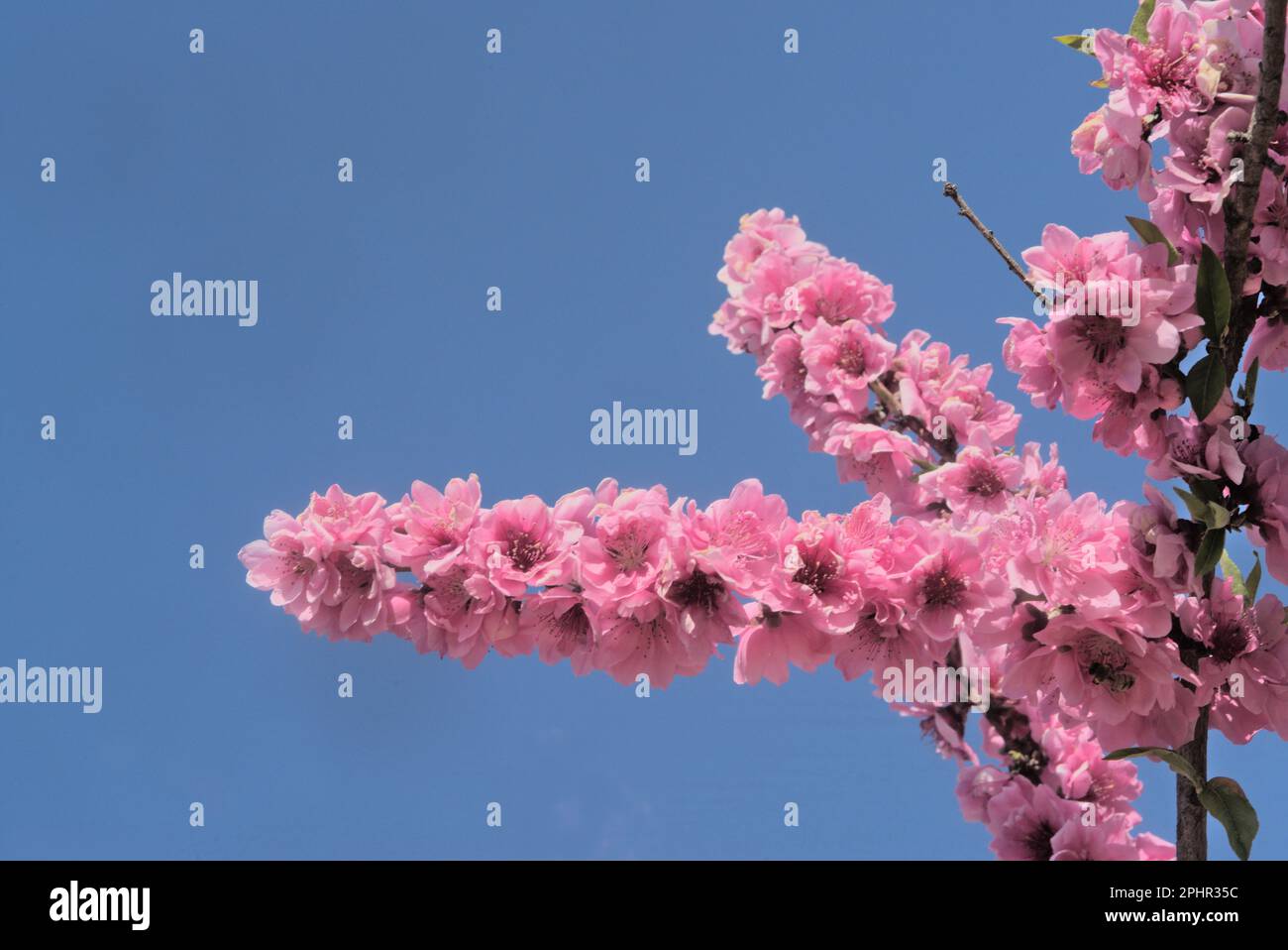 Cherry tree blossoming adding beauty and the magic of spring. Set ...
