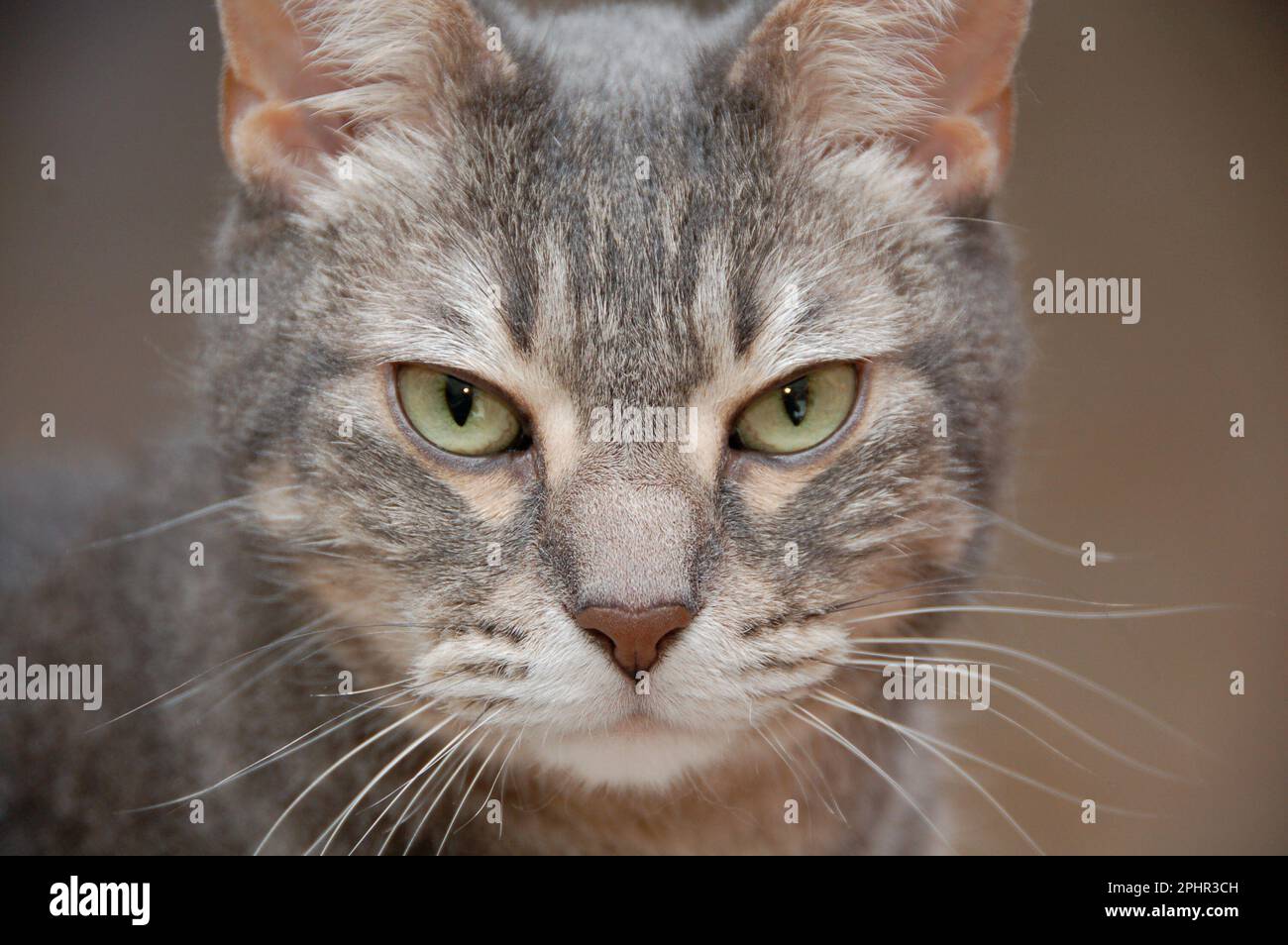 An inquisitive grey tabby cat sitting in an alert pose Stock Photo - Alamy