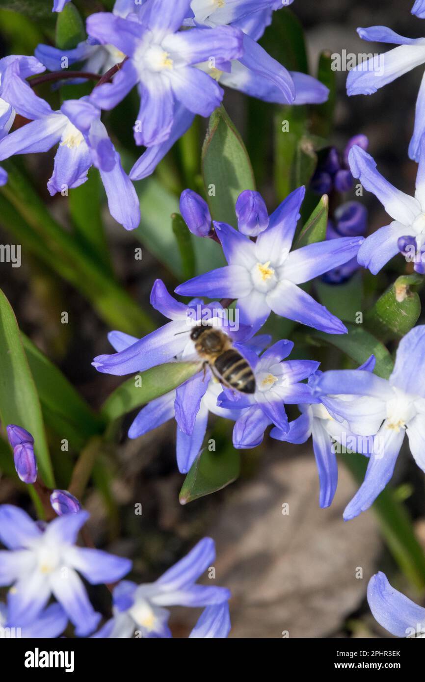 Honey bee, Apis mellifera, Bee, Insect, Bee-friendly, Plant, Glory-of ...