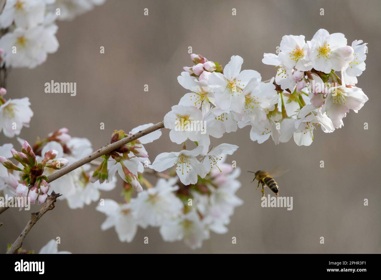 Honey bee, Apis mellifera, Bee flying, Prunus kurilensis, Brillant, Prunus, Blossoms Stock Photo ...