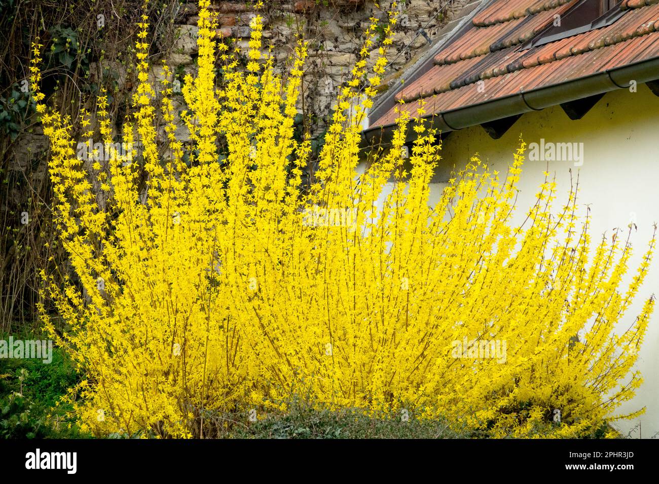 Shrubby, Forsythia x intermedia, Flowering shrub in Early spring ...