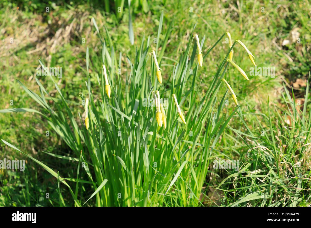 Buds in march hi-res stock photography and images - Alamy