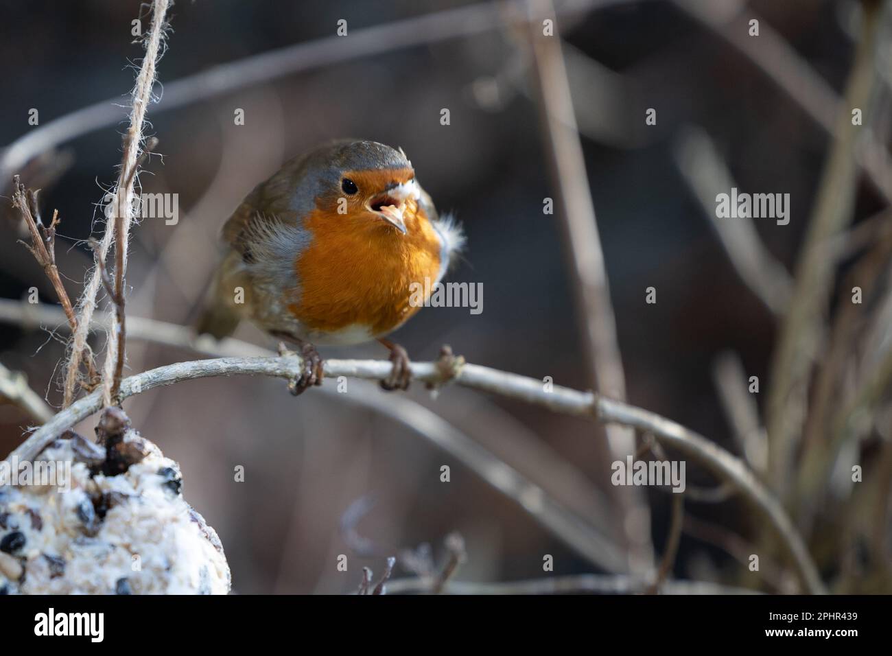 Fat robin hi-res stock photography and images - Alamy
