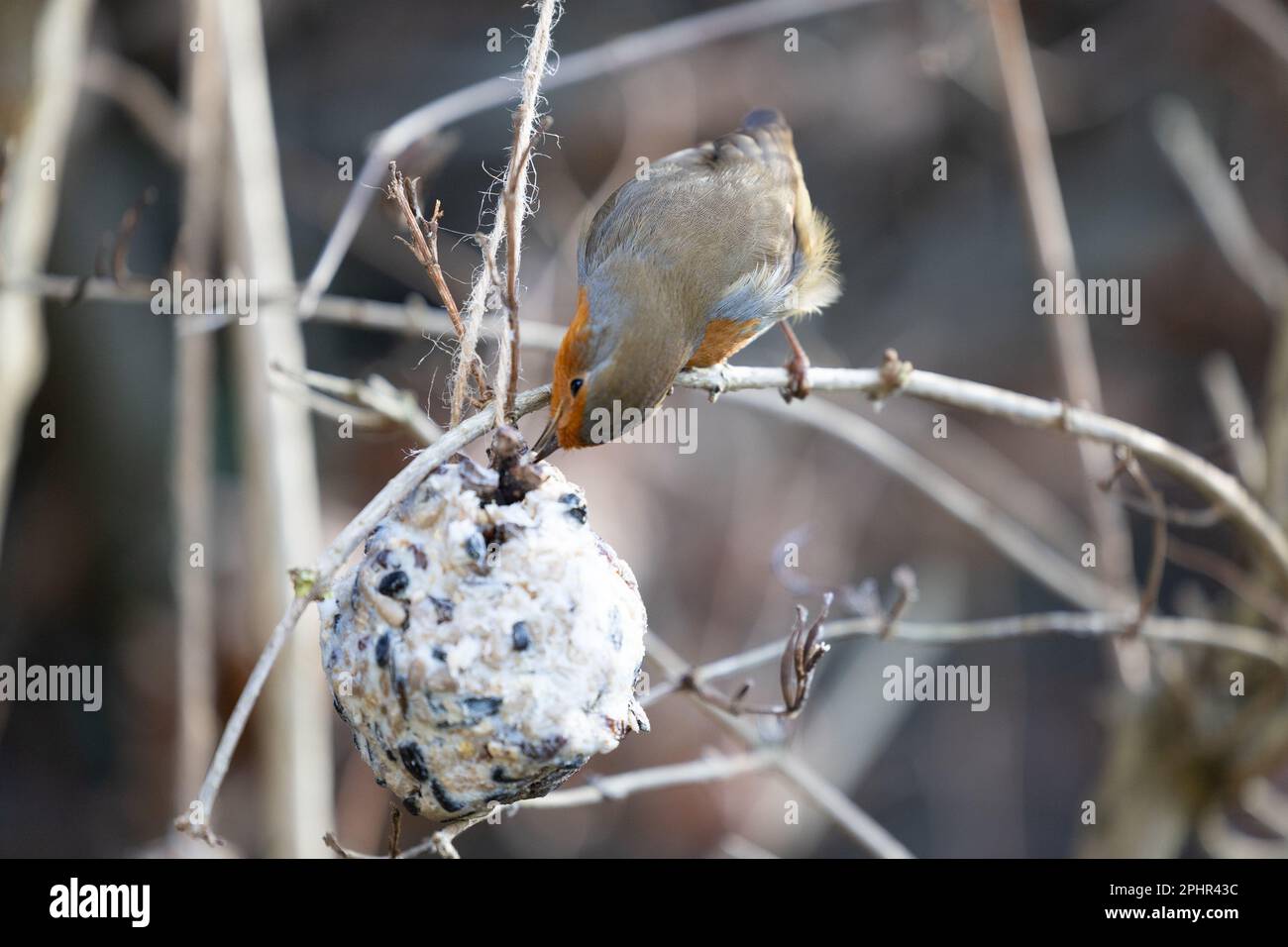 Fat robin hi-res stock photography and images - Alamy