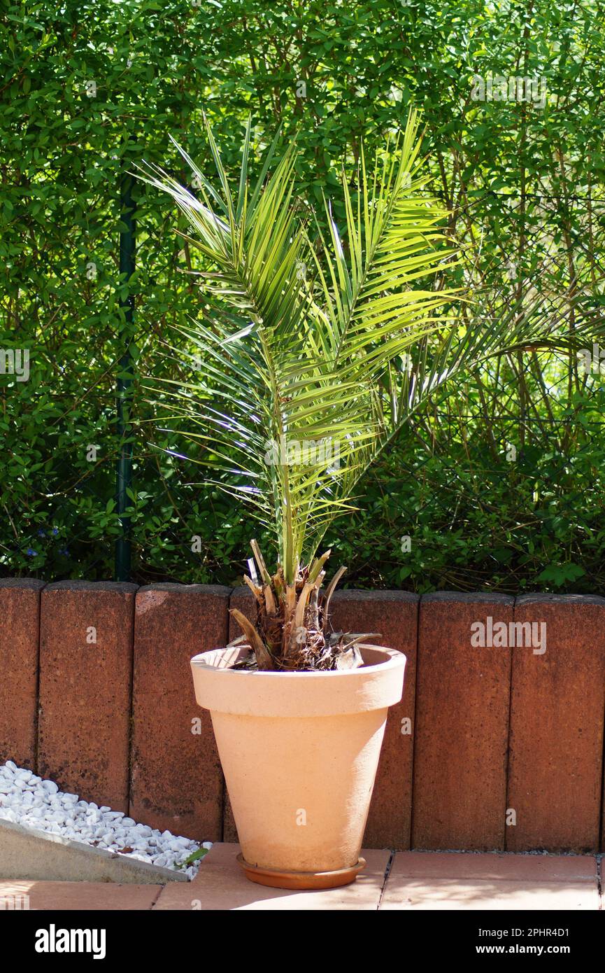 Potted palm hi-res stock photography and images - Alamy