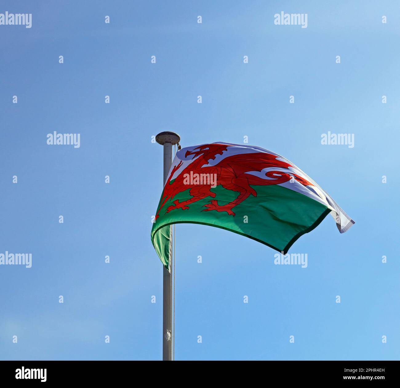Welsh flags against the sky, March 2023. Spring Stock Photo - Alamy