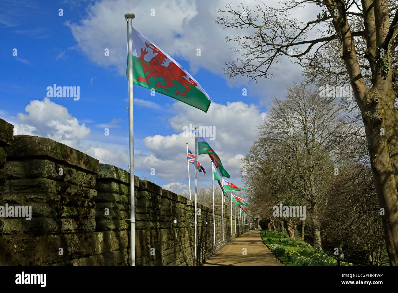 Cardiff Castle walls and walkway with Welsh flags and union flag in a ...