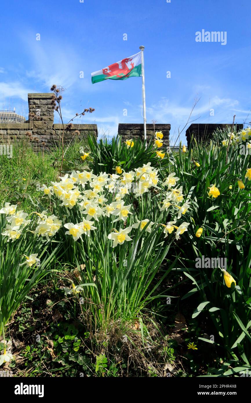 The Welsh Dragon Welsh National flag and Daffodils at Cardiff Castle ...