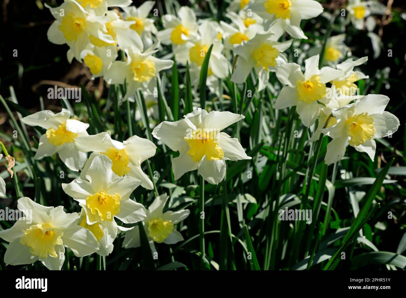 Daffodils, Cardiff, Wales. March 2023. Spring. cym Stock Photo - Alamy