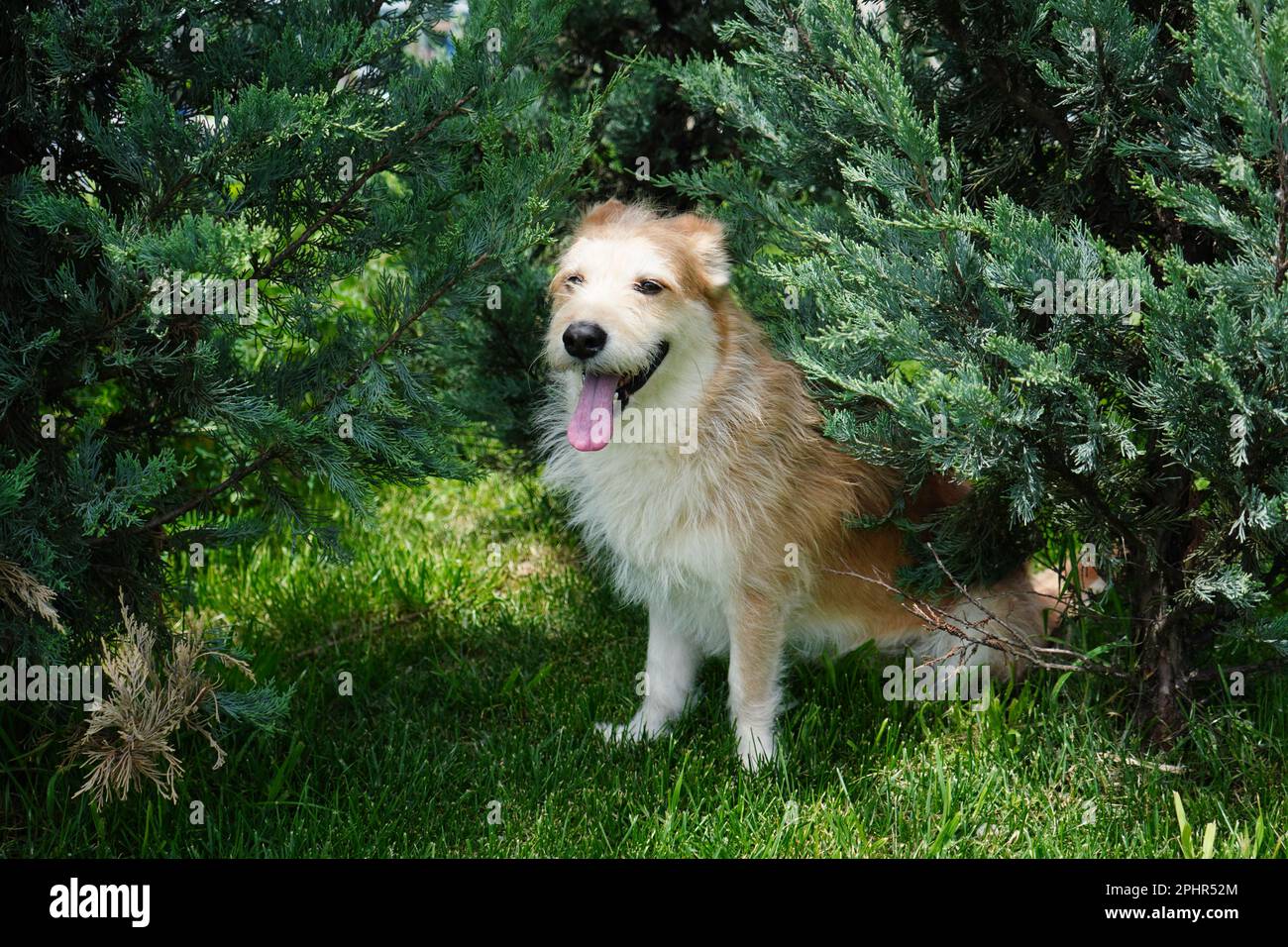Mongrel fawn and white dog sheltered from the sun heat in the shade of ...