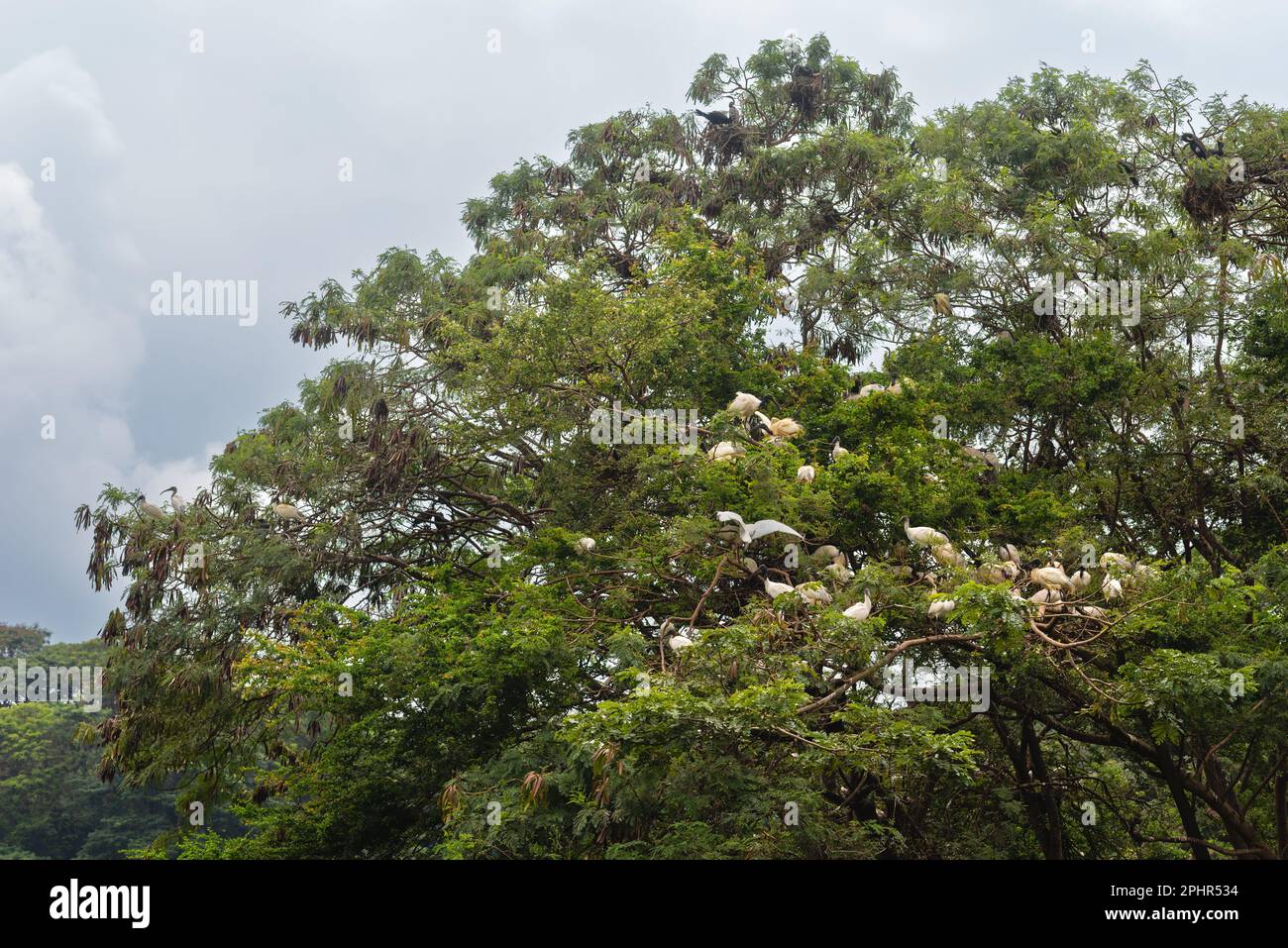 Karanji Nature Park Mysore Karnataka India September 1 2022 Birds on ...
