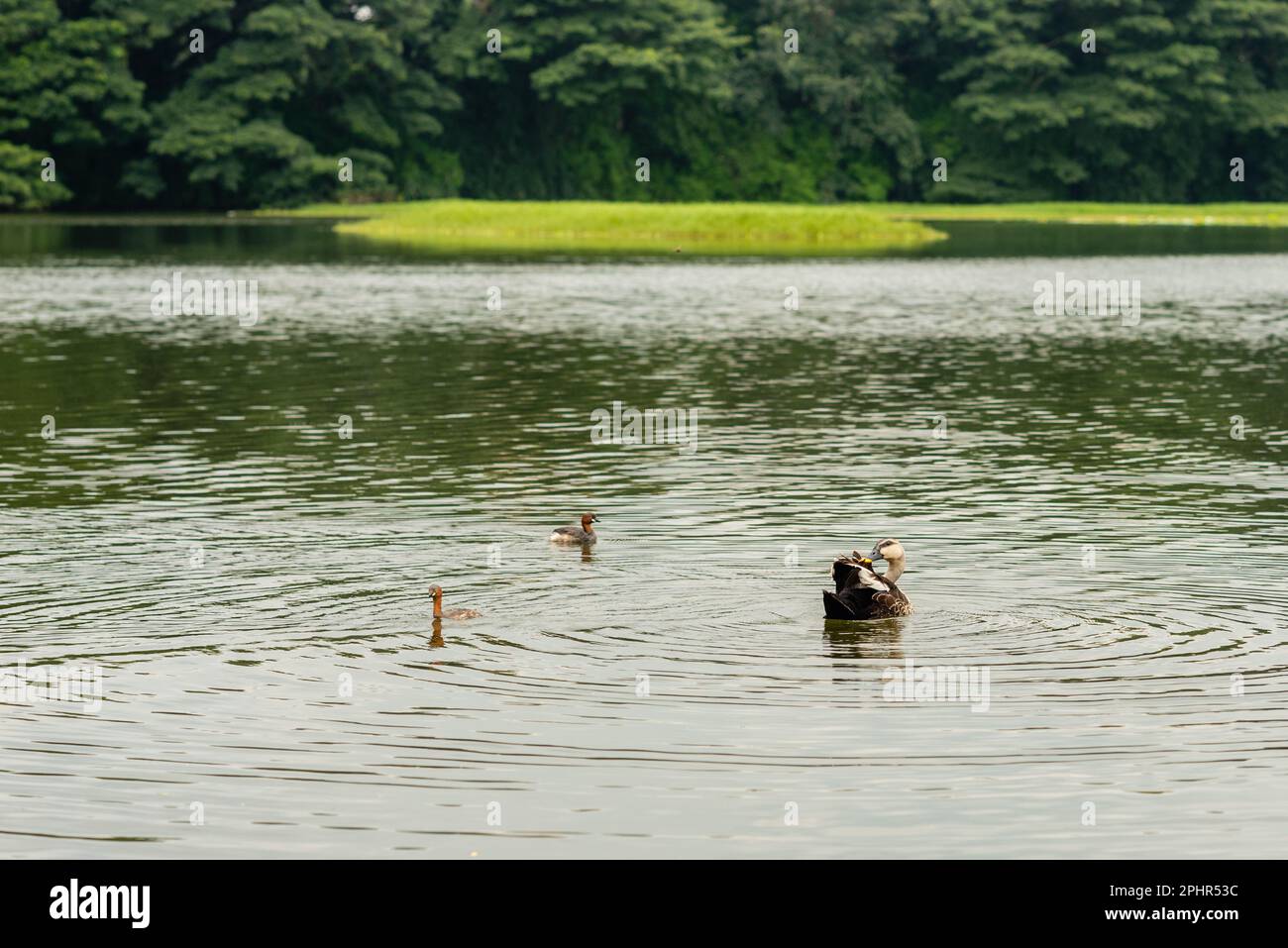Karanji Nature Park Mysore Karnataka India September 1 2022 Birds on ...
