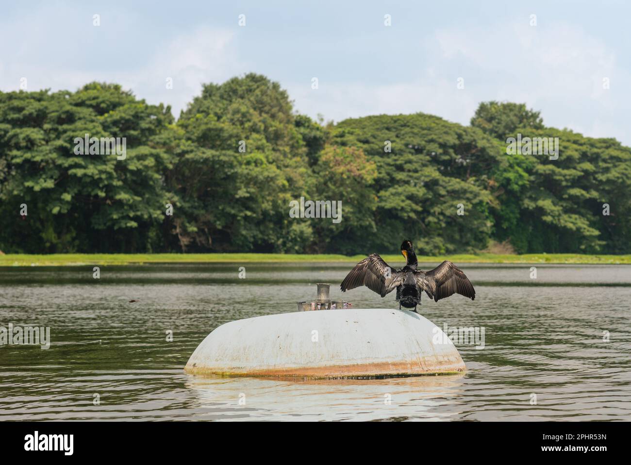 Karanji Nature Park Mysore Karnataka India September 1 2022 Birds on ...