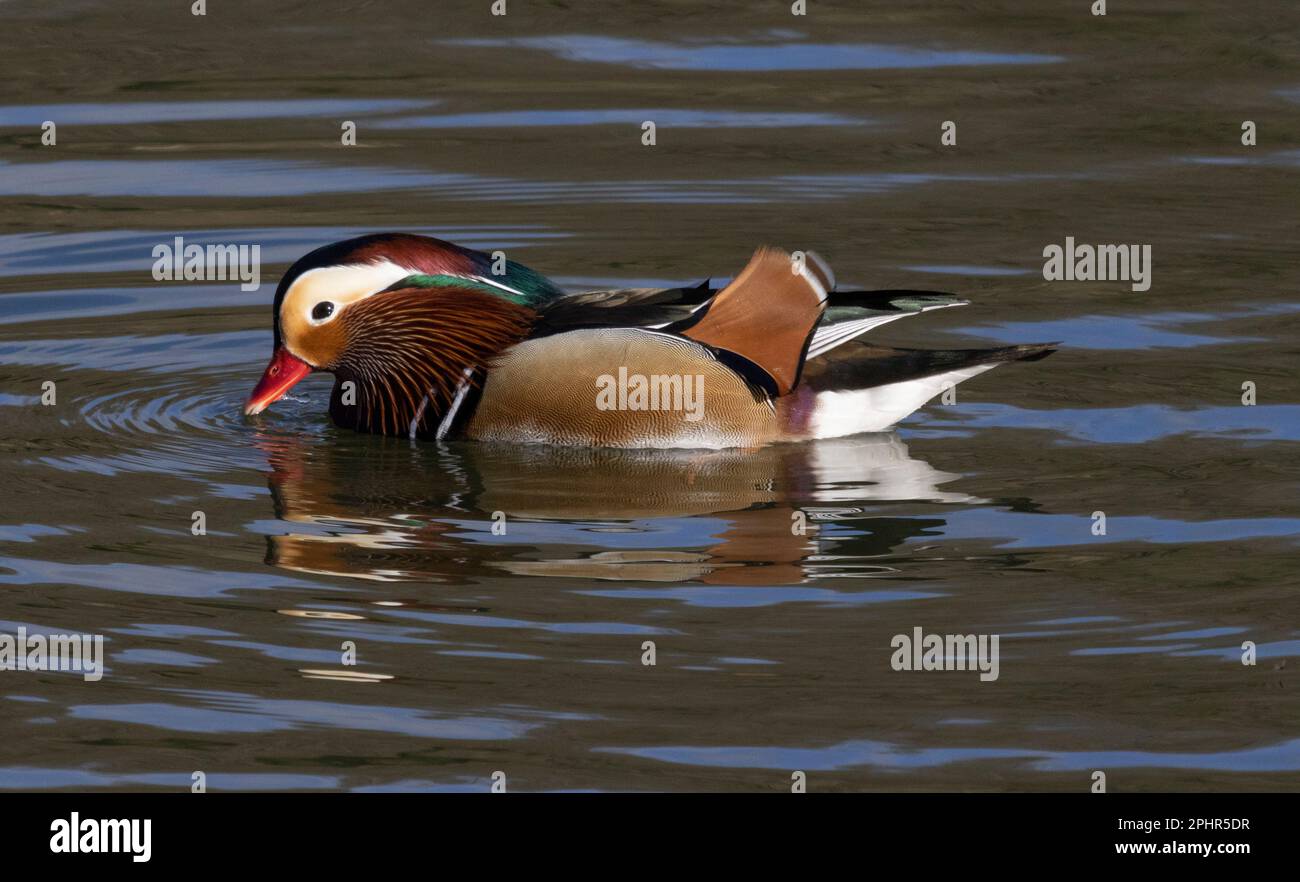 mandarin duck out the water eating bird seed from under the bird ...