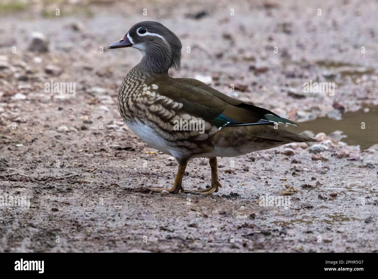 mandarin duck out the water eating bird seed from under the bird ...