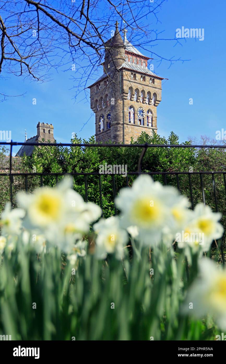 Cardiff Castle clock tower and daffodils. March 2023. Spring Stock ...