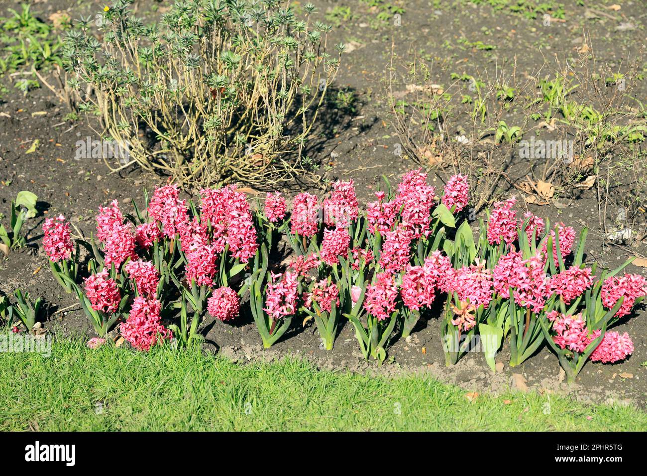 Pink Hyacinths, Cardiff, Spring 2023. Hyacinthus orientalis Stock Photo - Alamy