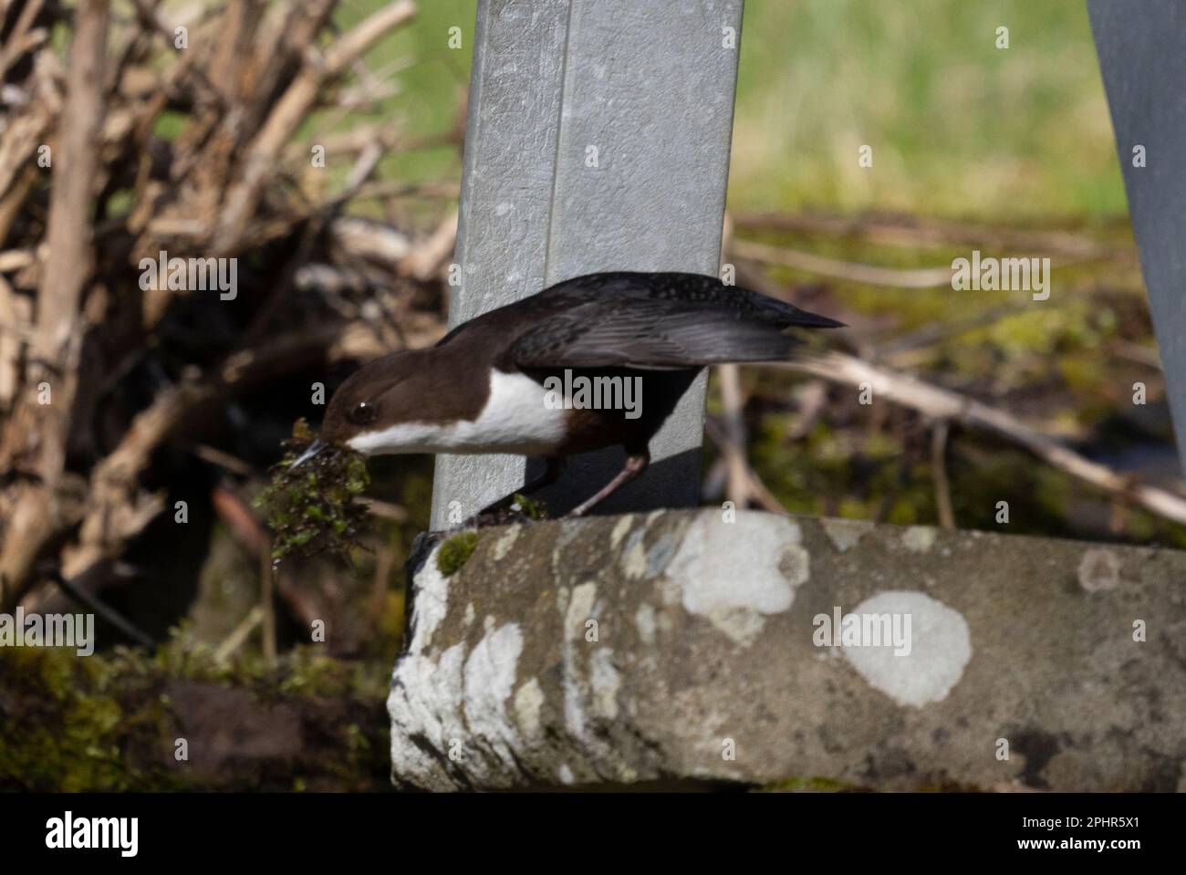 Dipper coming back to build the nest Stock Photo - Alamy