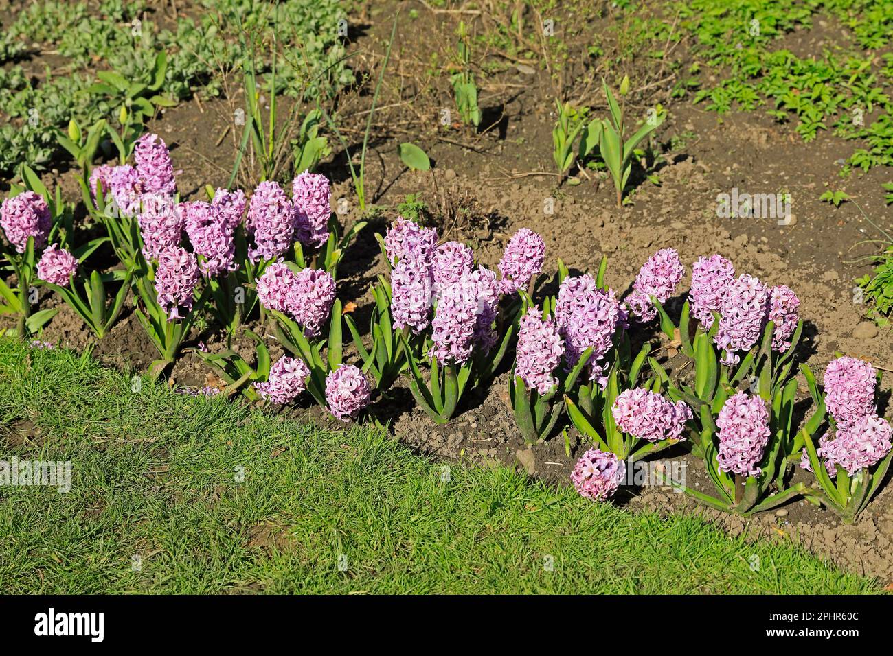 Pink Hyacinths, Cardiff, Spring 2023. Hyacinthus orientalis Stock Photo ...