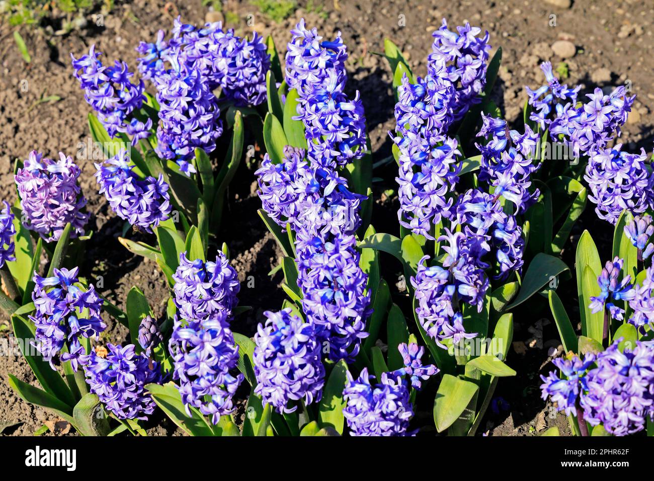 Blue Hyacinths, Cardiff, Spring 2023. Hyacinthus orientalis Stock Photo ...