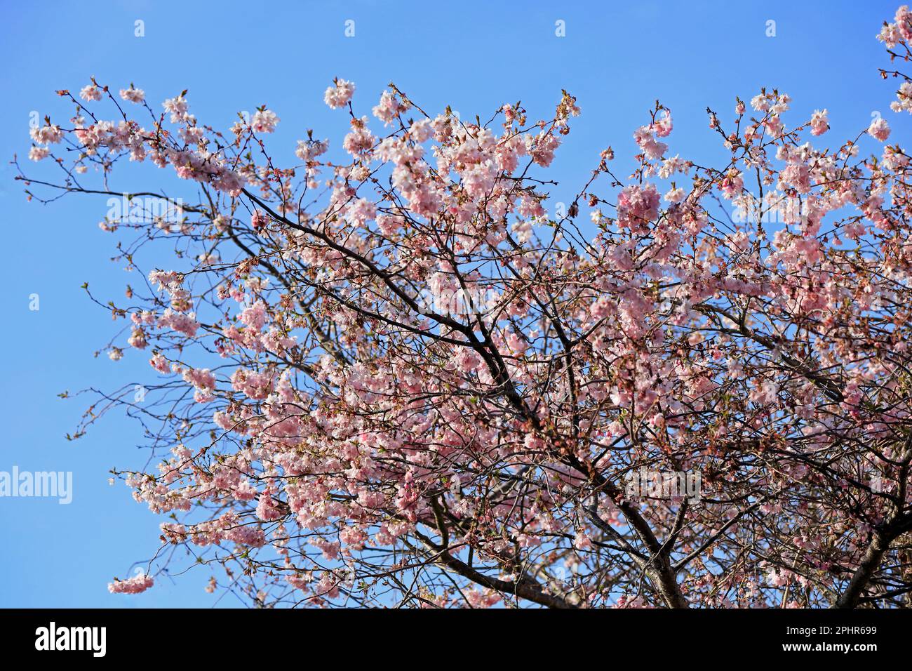 Spring blossom 2023 uk hi-res stock photography and images - Alamy