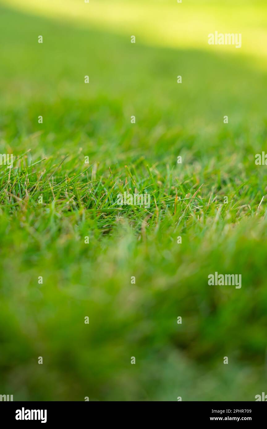 Lawn grass lower angle with selective focus for background Stock Photo ...