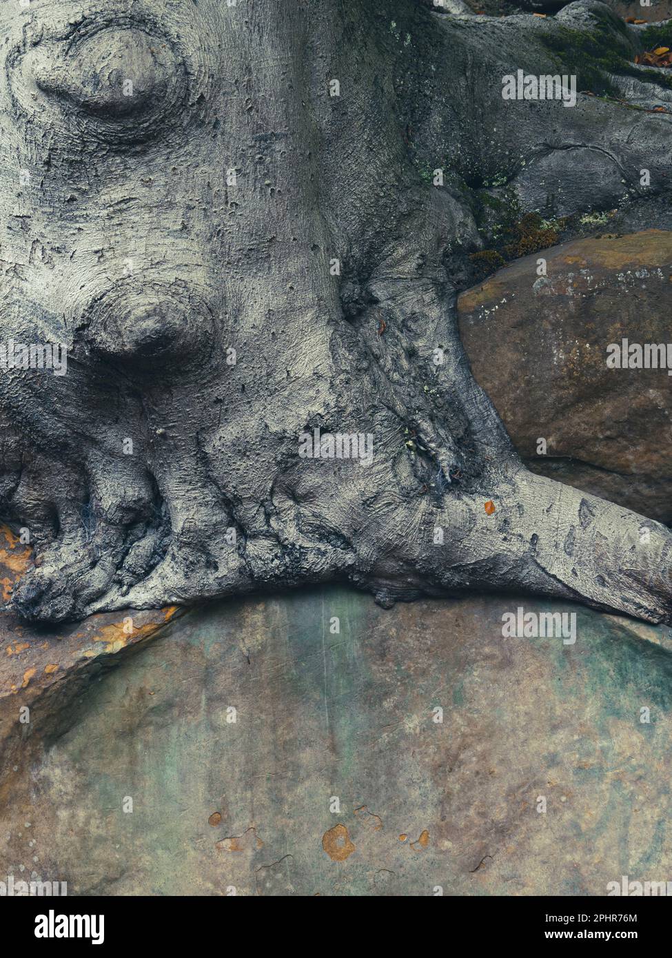 Tree Root and Stone, Windsor Great Park, England, UK, GB Stock Photo ...
