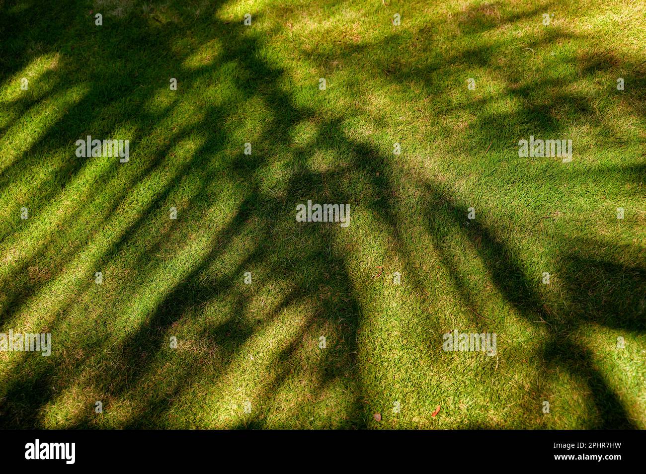 Shadow of the coconut tree leaves on the lawn grass during afternoon ...