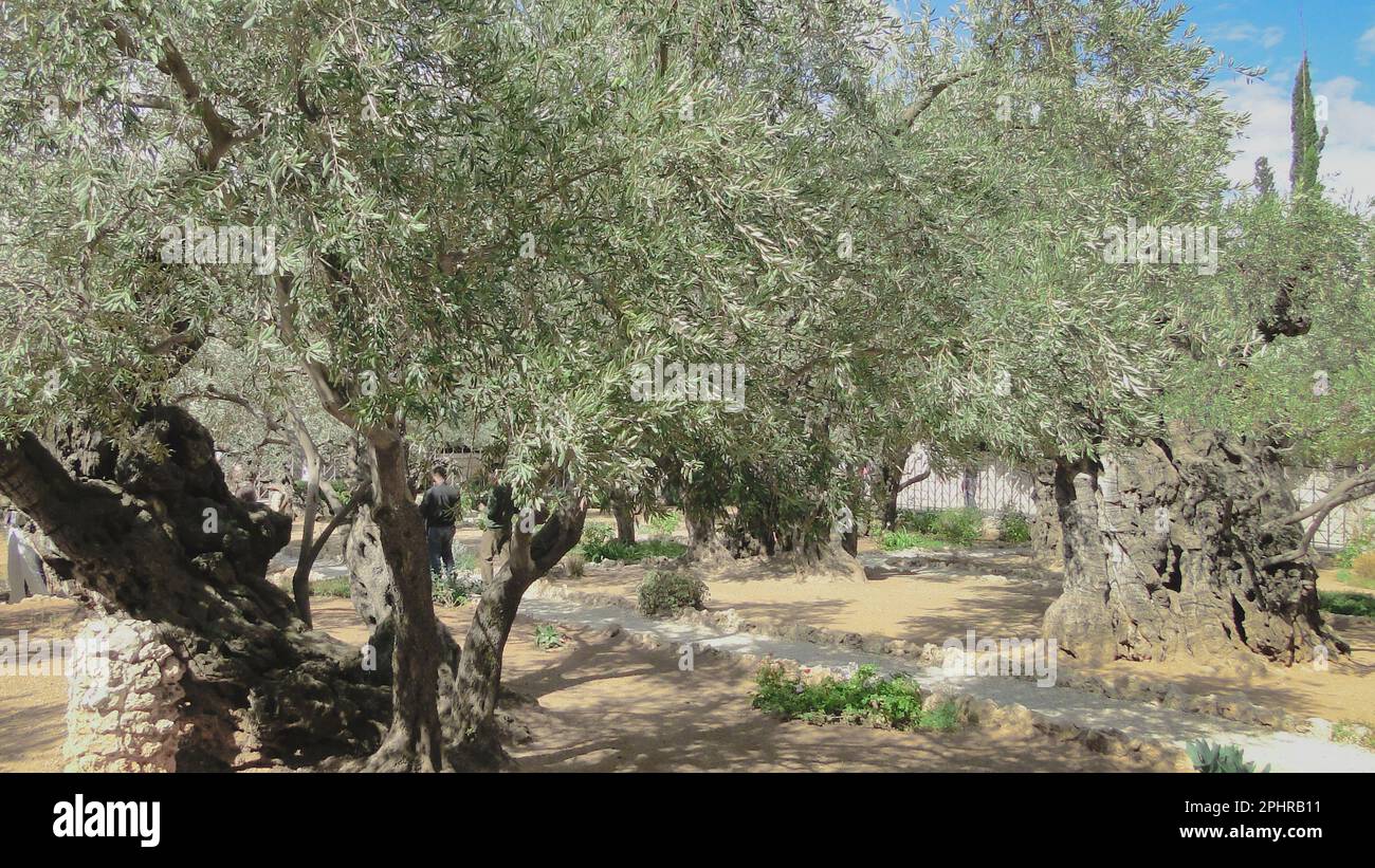 An ancient thousand year old olive trees in the Garden of Gethsemane in ...