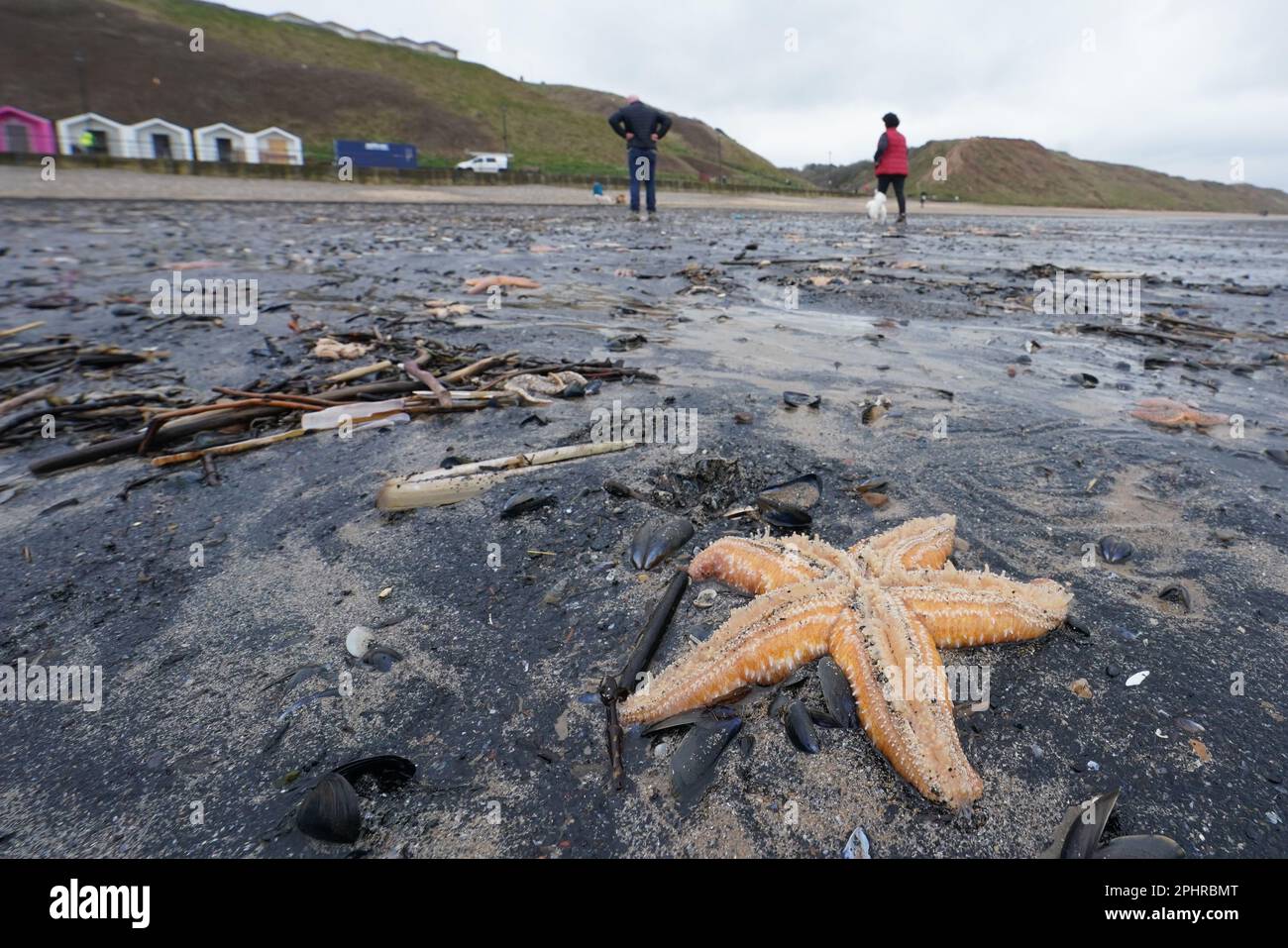 Dead and dying starfish that have been washed up on the beach at ...