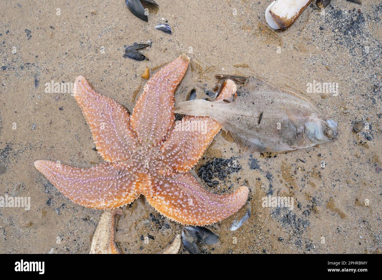Dead and dying starfish that have been washed up on the beach at ...