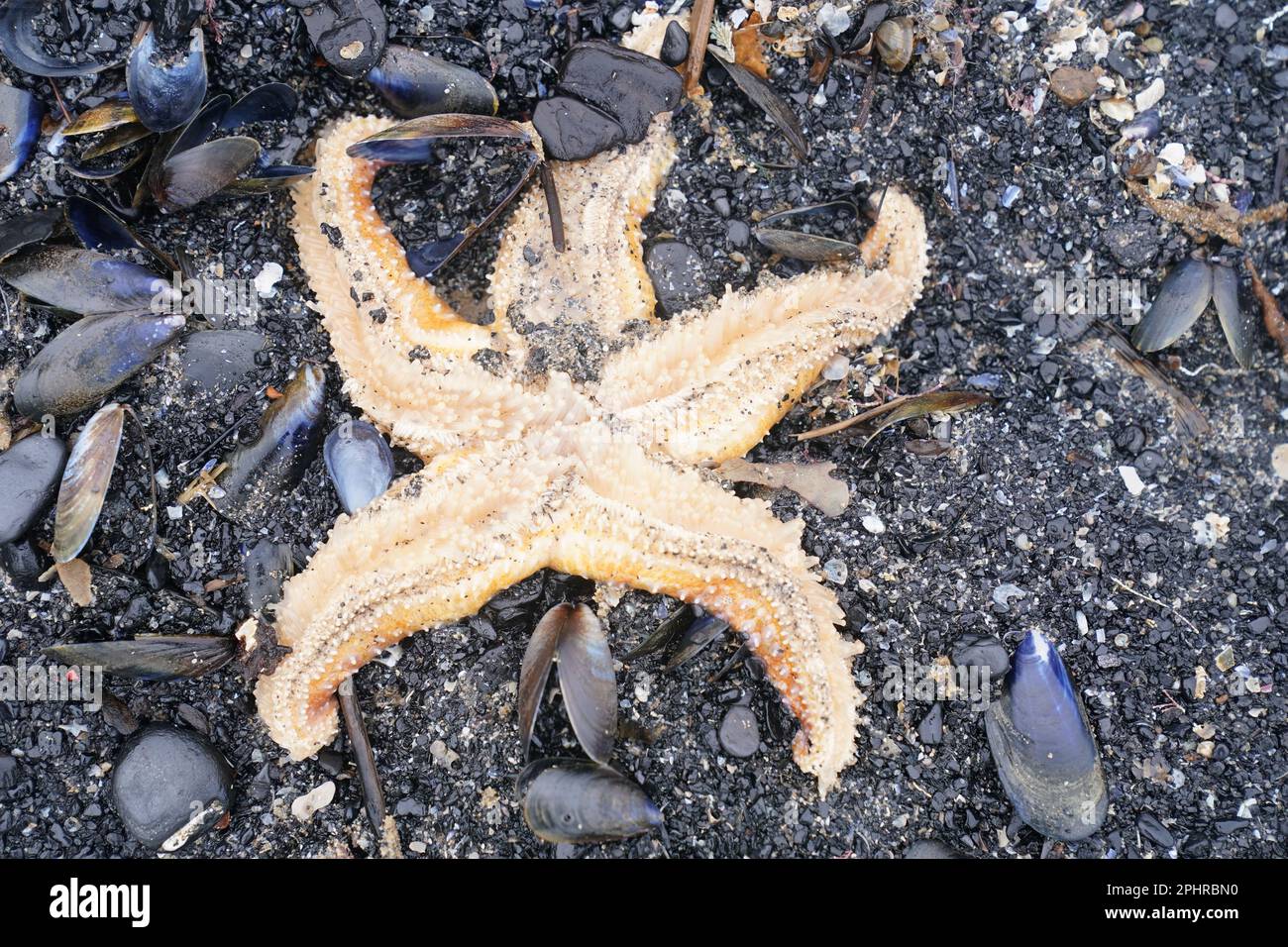 Dead and dying starfish that have been washed up on the beach at ...