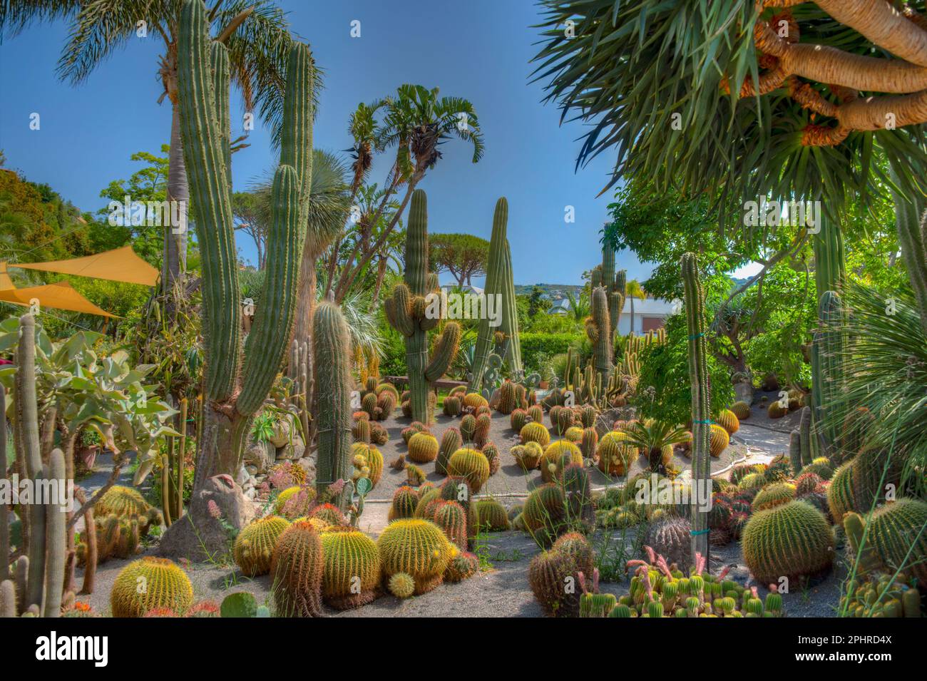 Succulents and cactuses at Giardini Ravino gardens at Forli, Ischia ...