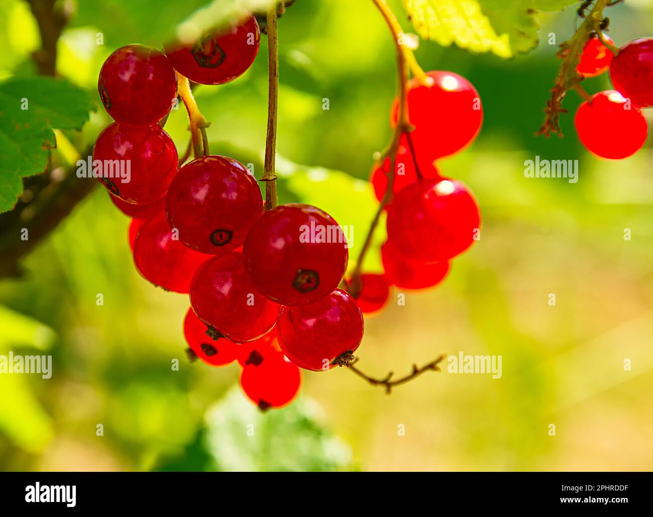 Ribes rubrum bright red hi-res stock photography and images - Alamy