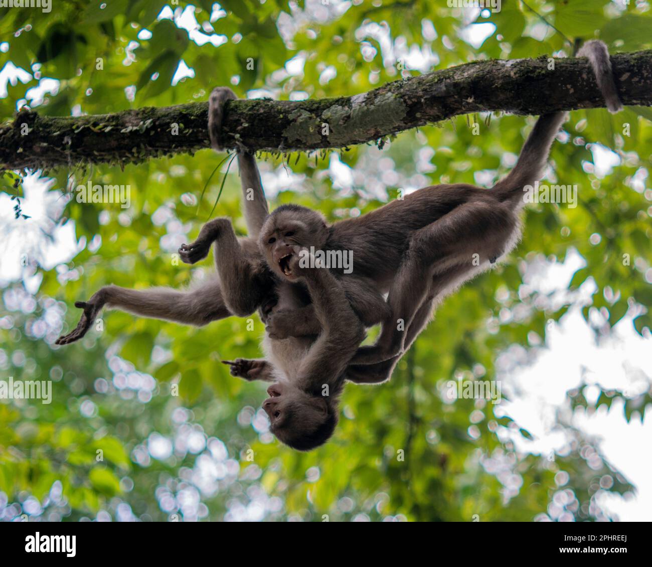 Two primates hanging upside down from tree branches in a lush forest ...