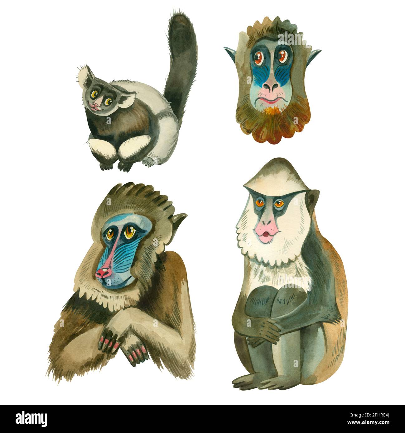 A set of watercolor drawings of a monkey on a white background. Faces ...