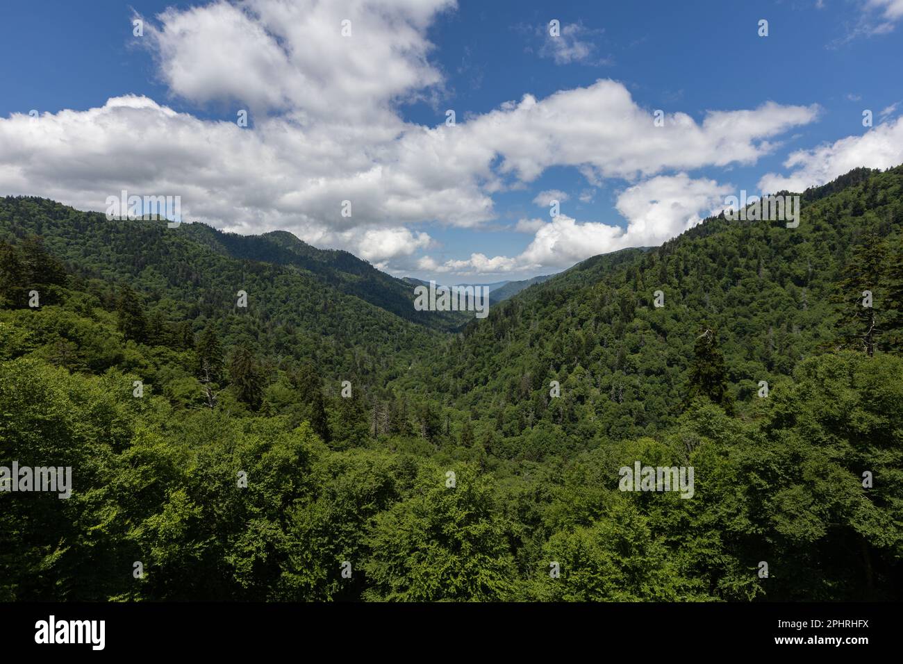 Tennessee state tree hi-res stock photography and images - Alamy