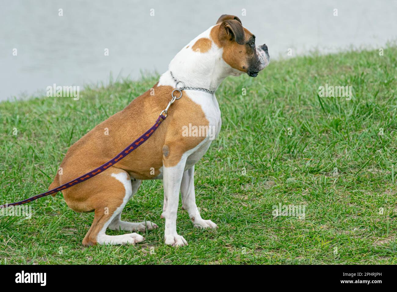 Female boxer dog sitting on the green grass Stock Photo - Alamy